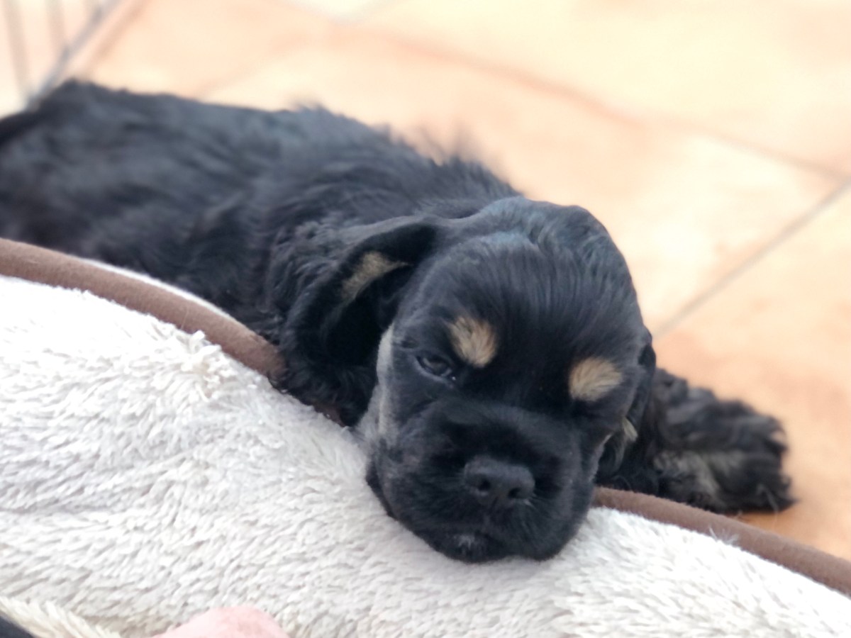 Am. cocker valpar 2023 – eatons kennel